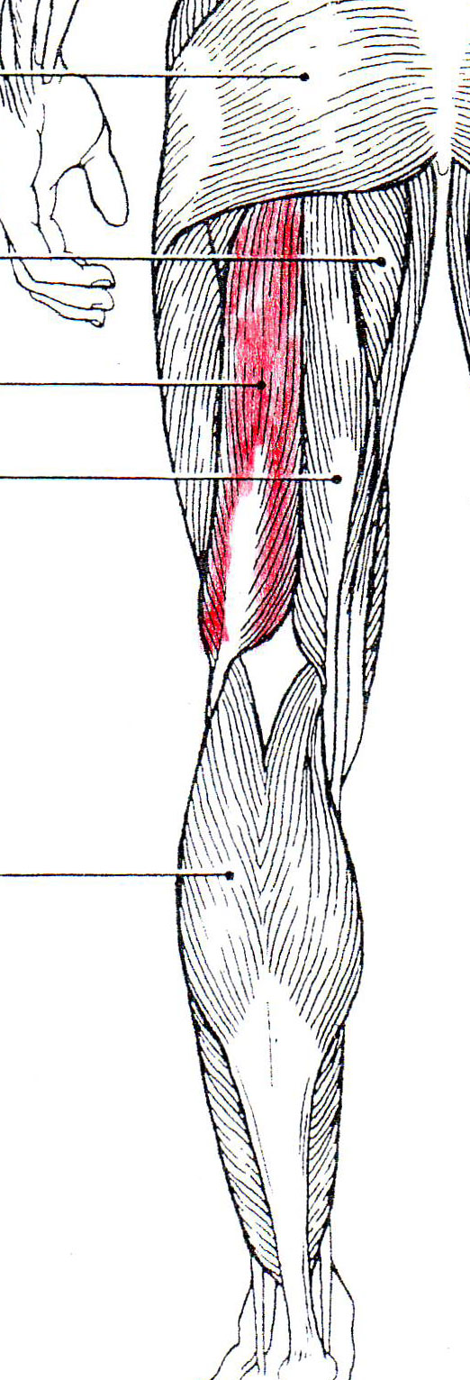 Quia - Posterior Muscles