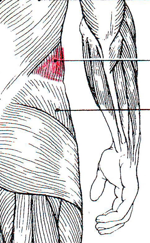 External Obliques Posterior