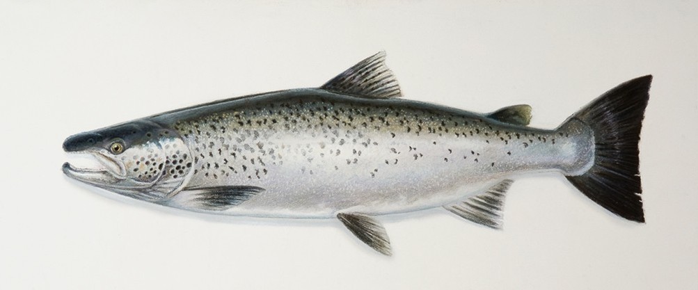 Quia - Fish & Aqautic Creatures Identification