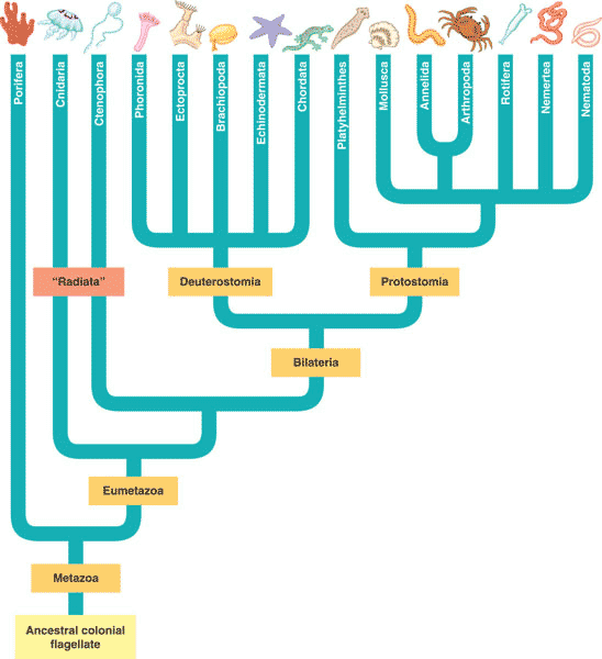 Quia - AP Chapter 32 - Intro to Animal Diversity (detailed)
